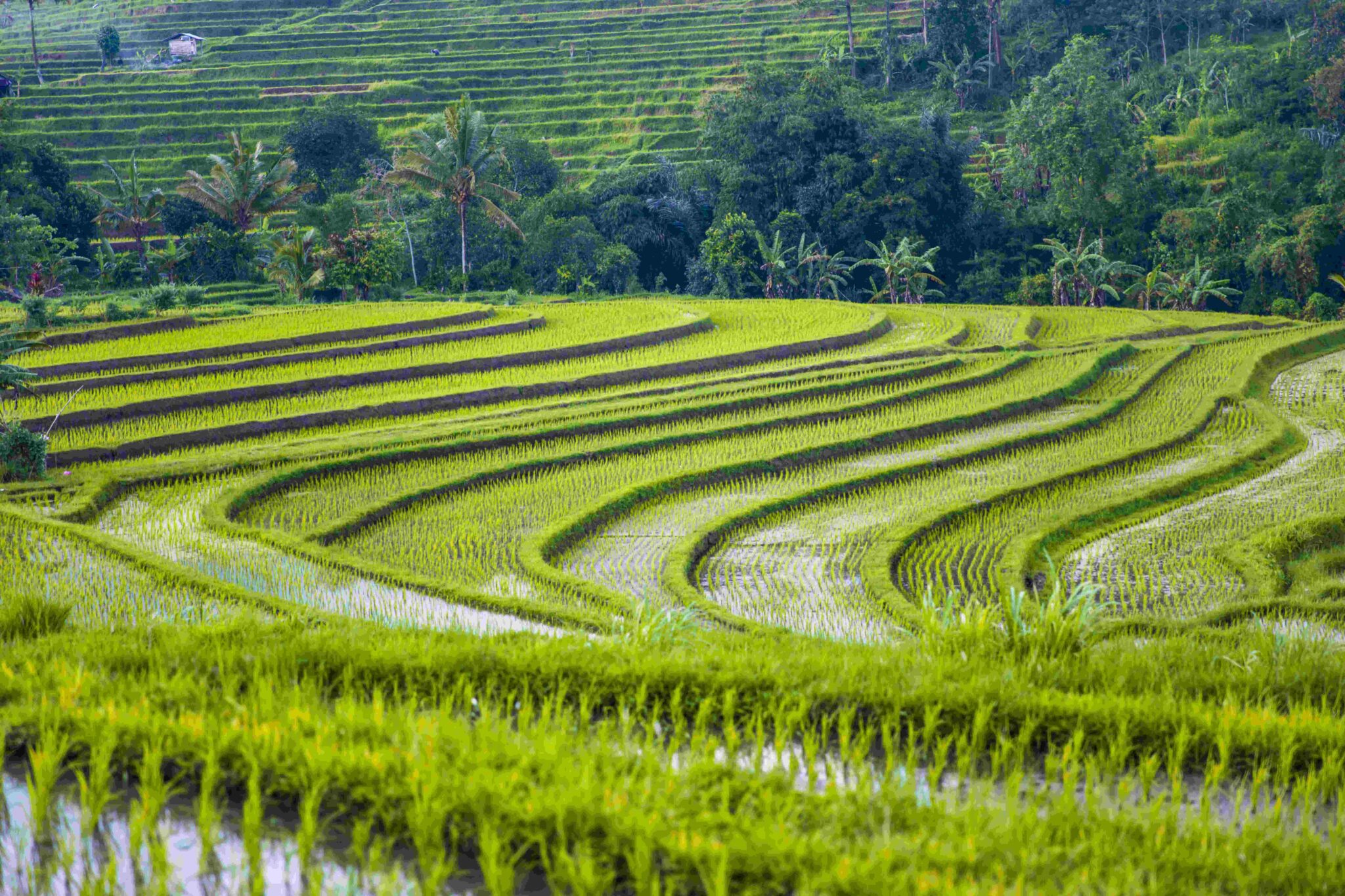 How To Retire In Bali: A Guide To What You Really Need To Know