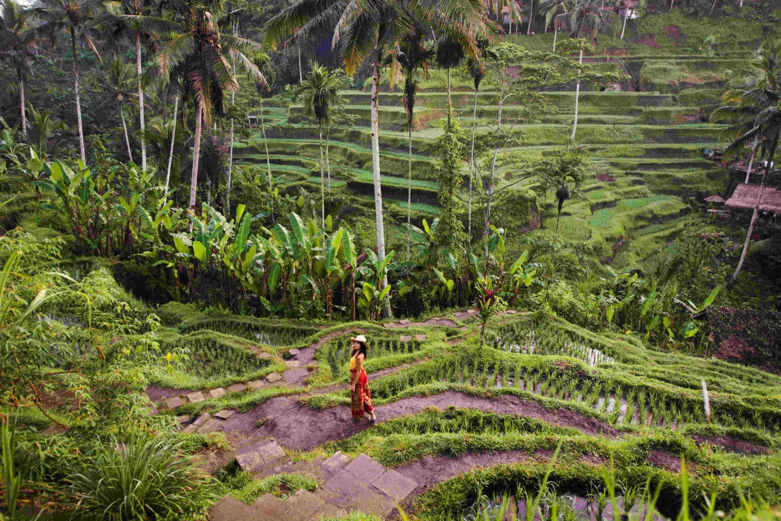 34 Best Rice Terraces, Bali: The Most Beautiful Rice Fields In Bali