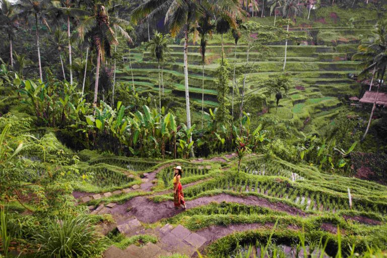 34 Best Rice Terraces, Bali: The Most Beautiful Rice Fields In Bali