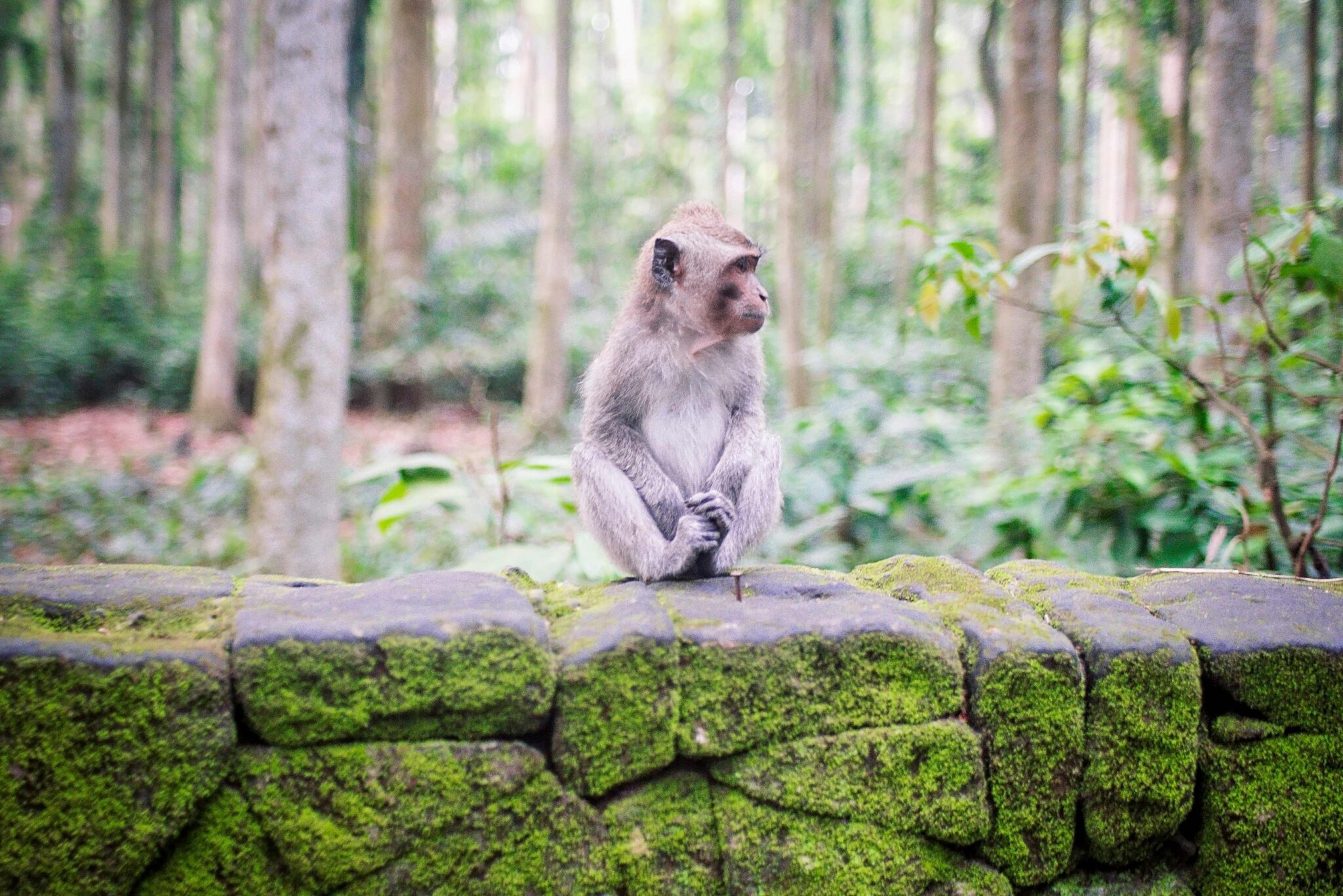 Sangeh Monkey Forest: Meet Grey Long-Tailed Macaques In Bali