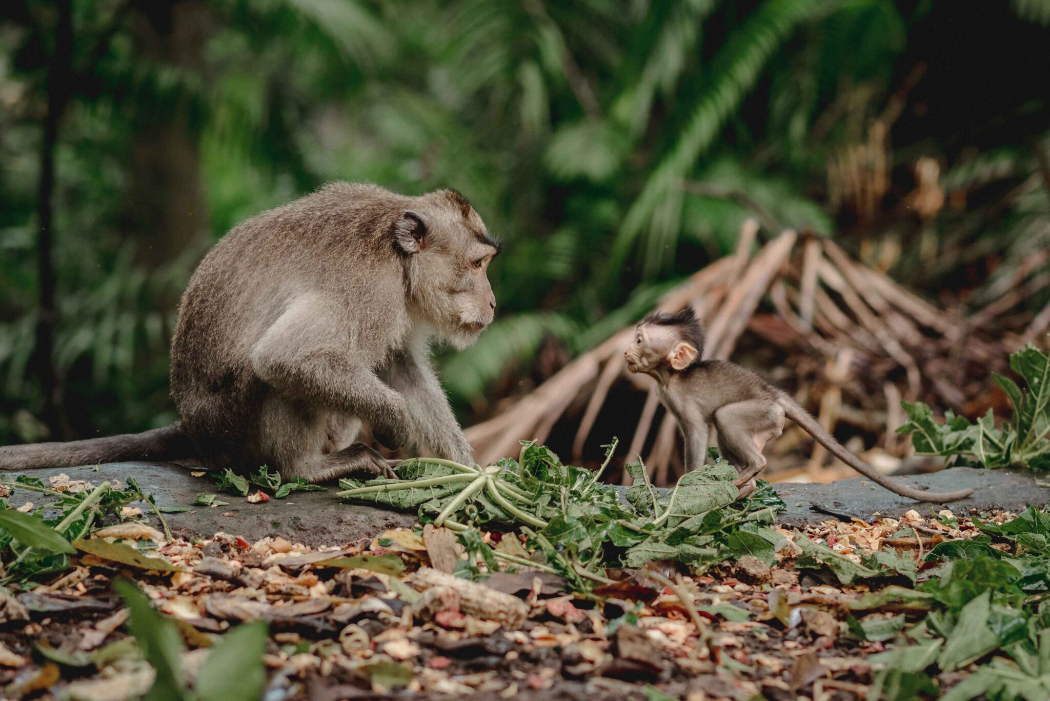Sangeh Monkey Forest: Meet Grey Long-Tailed Macaques In Bali