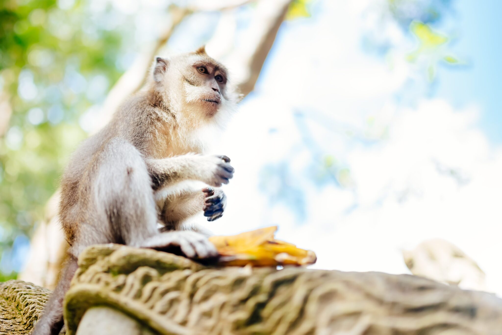 Sangeh Monkey Forest: Meet Grey Long-Tailed Macaques In Bali
