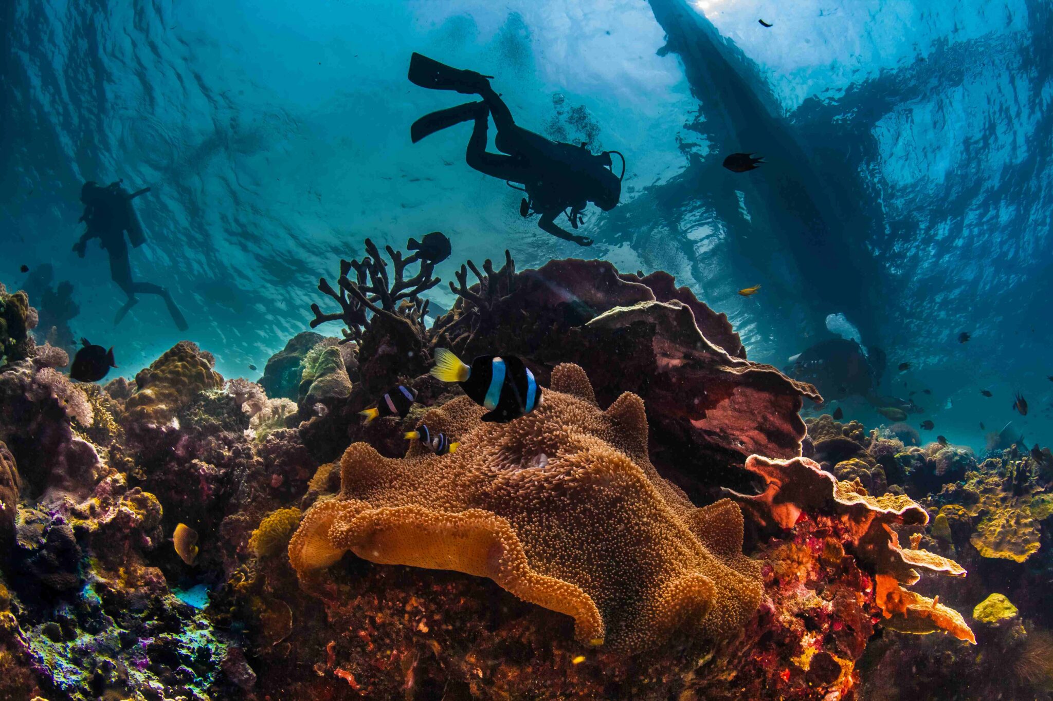 Corals In Bali: The Best Coral Reefs And Marine Life On The Island