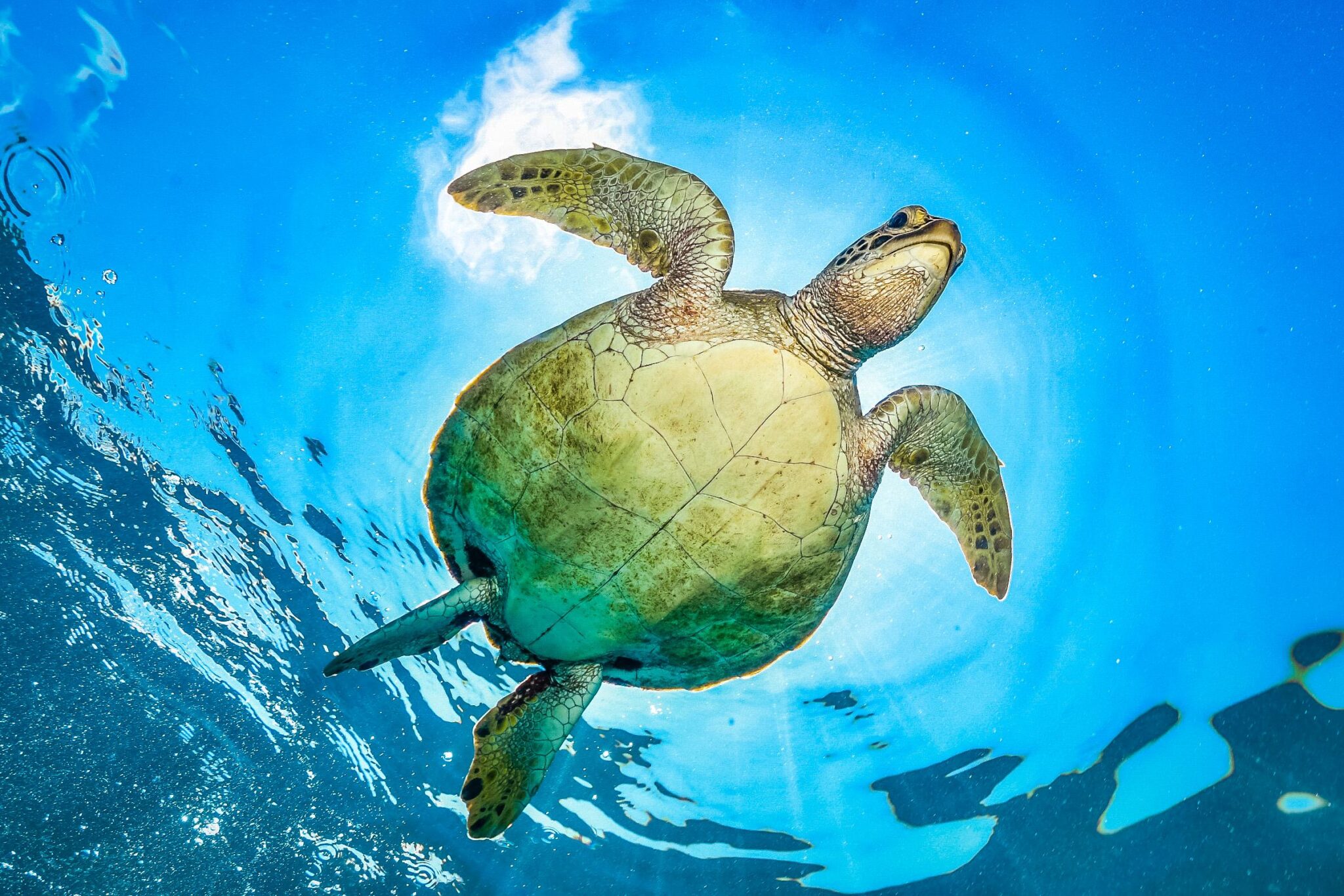 Turtles In Bali: Where To Release Baby Sea Turtles And Learn About ...