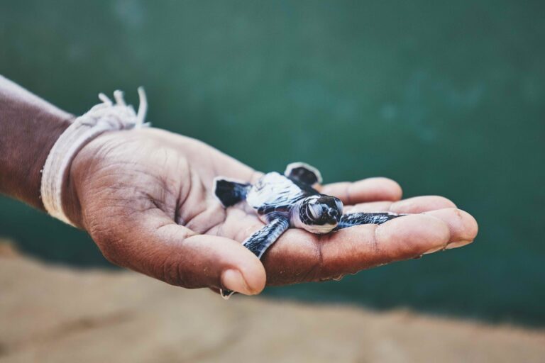 Turtles In Bali: Where To Release Baby Sea Turtles And Learn About ...