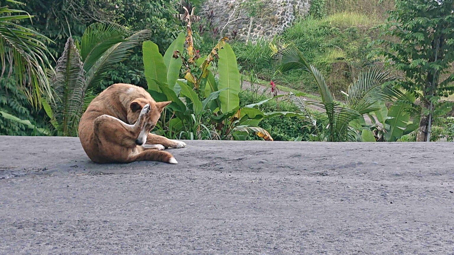 Bali Dogs: Everything You Need To Know