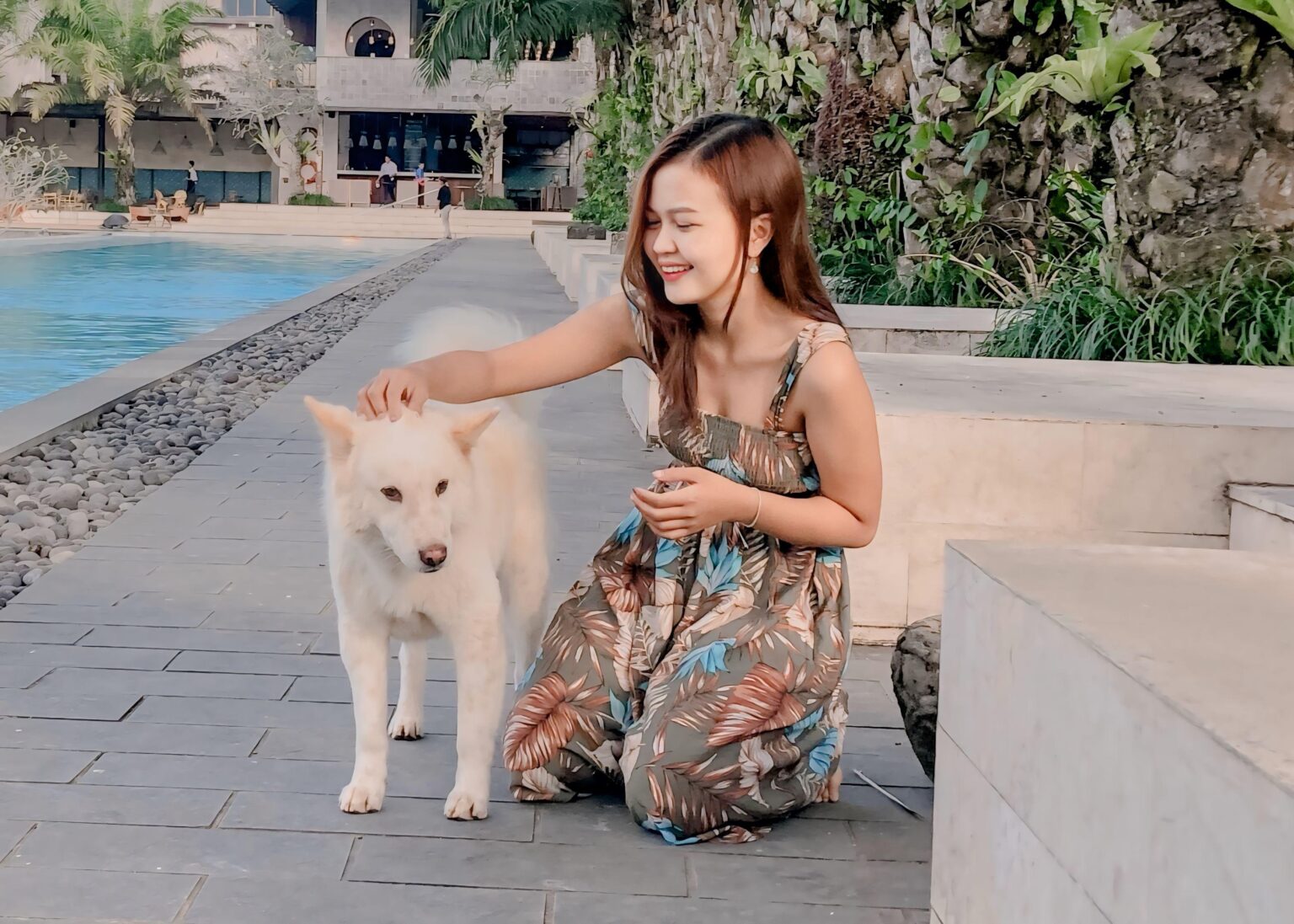 Bali Dogs: Everything You Need To Know