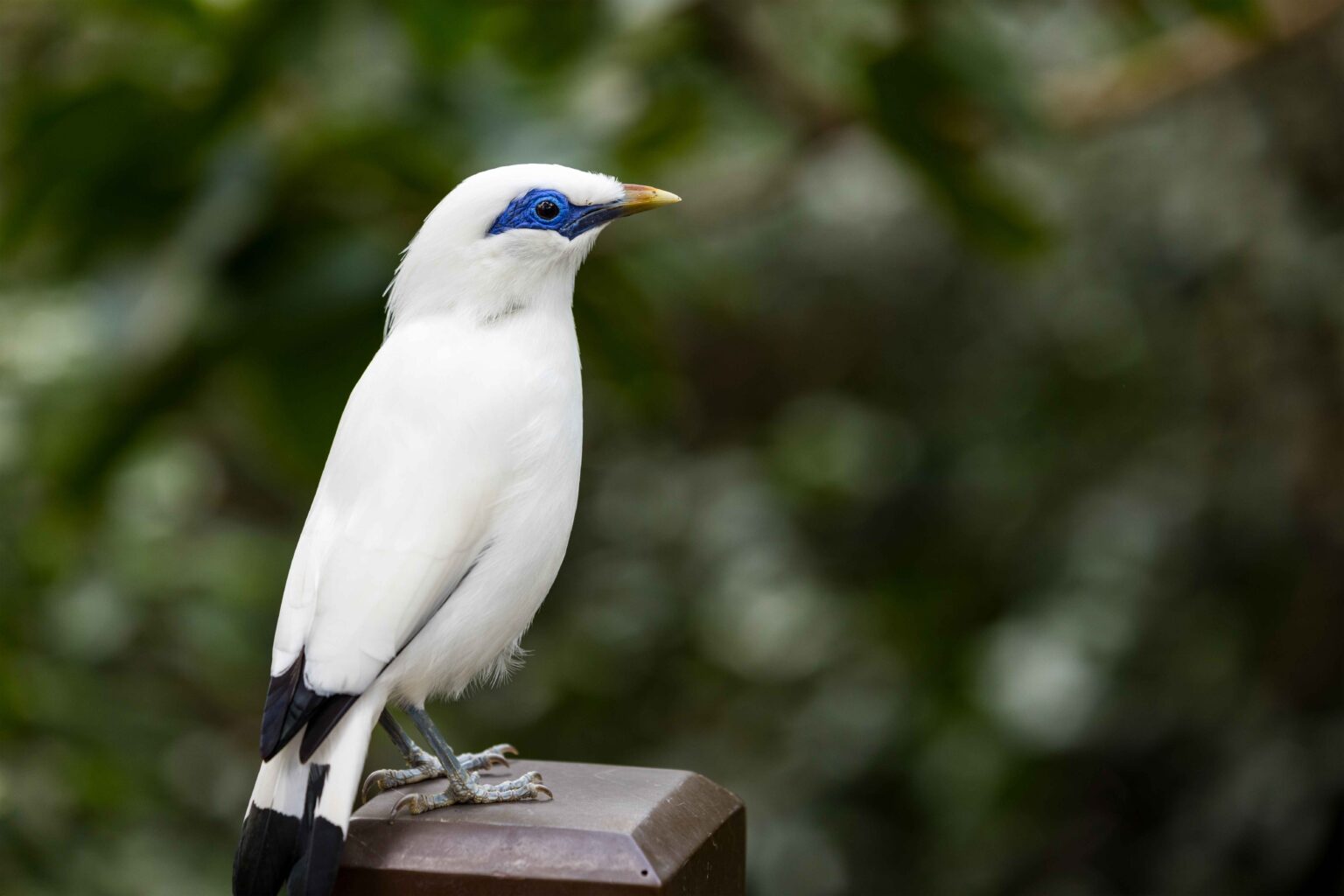 The Bali Starling: Bali's Critically Endangered Bird Species