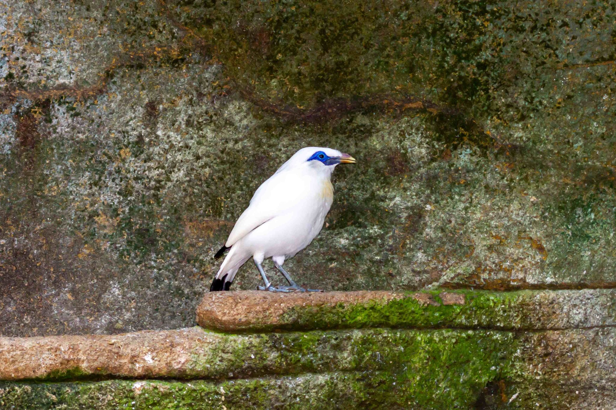 The Bali Starling: Bali's Critically Endangered Bird Species