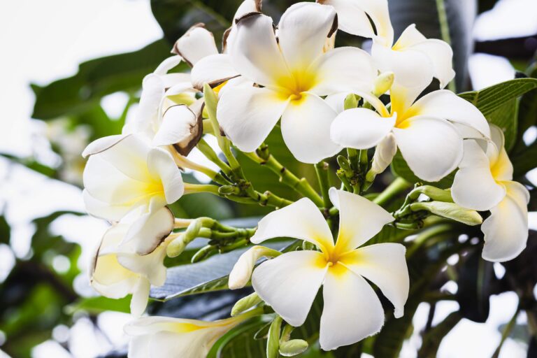 Frangipani: Bali Floral Symbol, Scent & Its Mystery