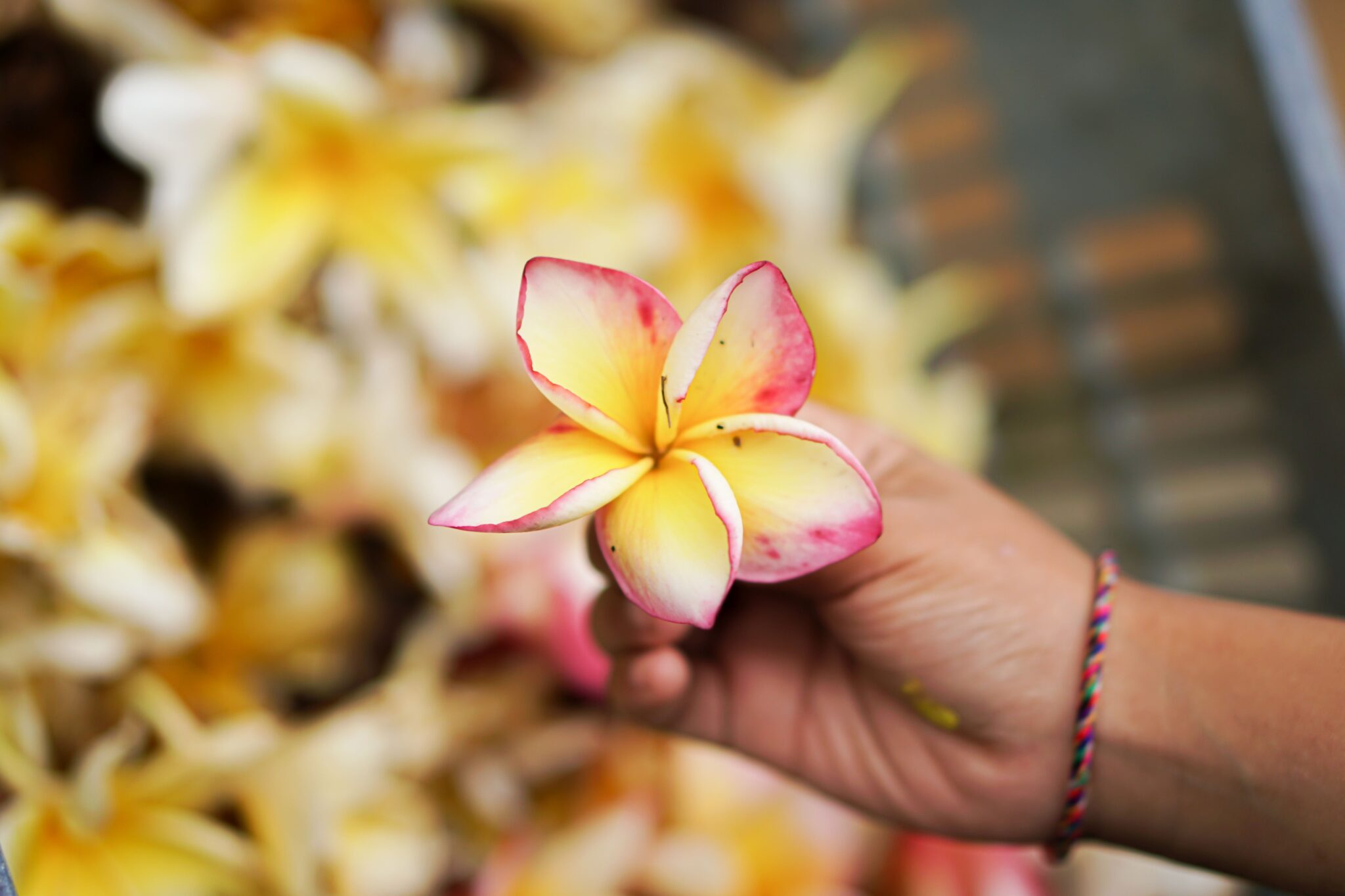 Frangipani: Bali Floral Symbol, Scent & Its Mystery
