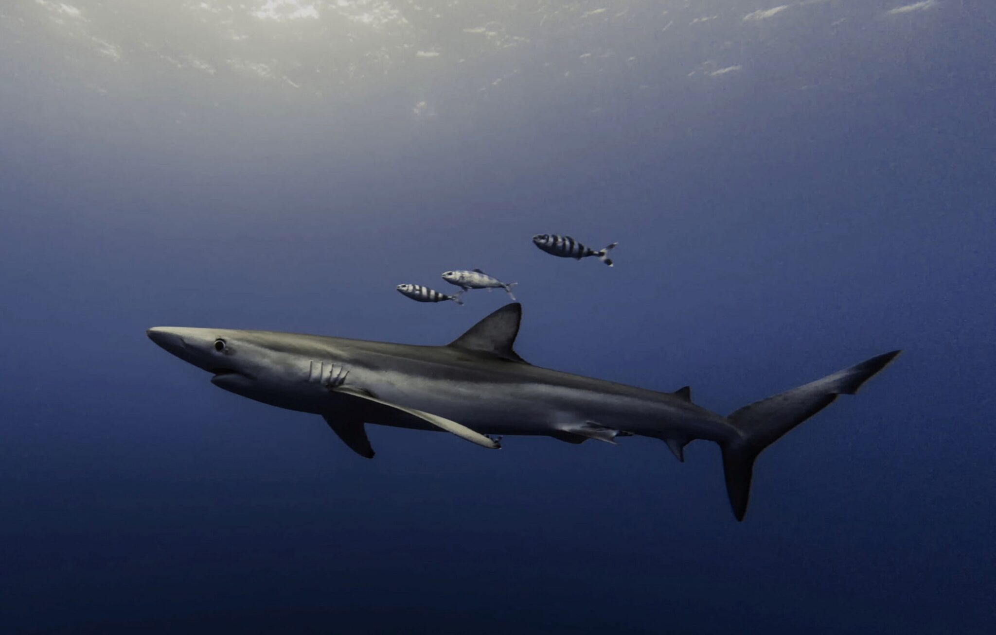Sharks in Bali: Top Spots & Safety Tips