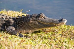 Crocodiles Bali: Understanding Their Presence and Our Safety Concerns