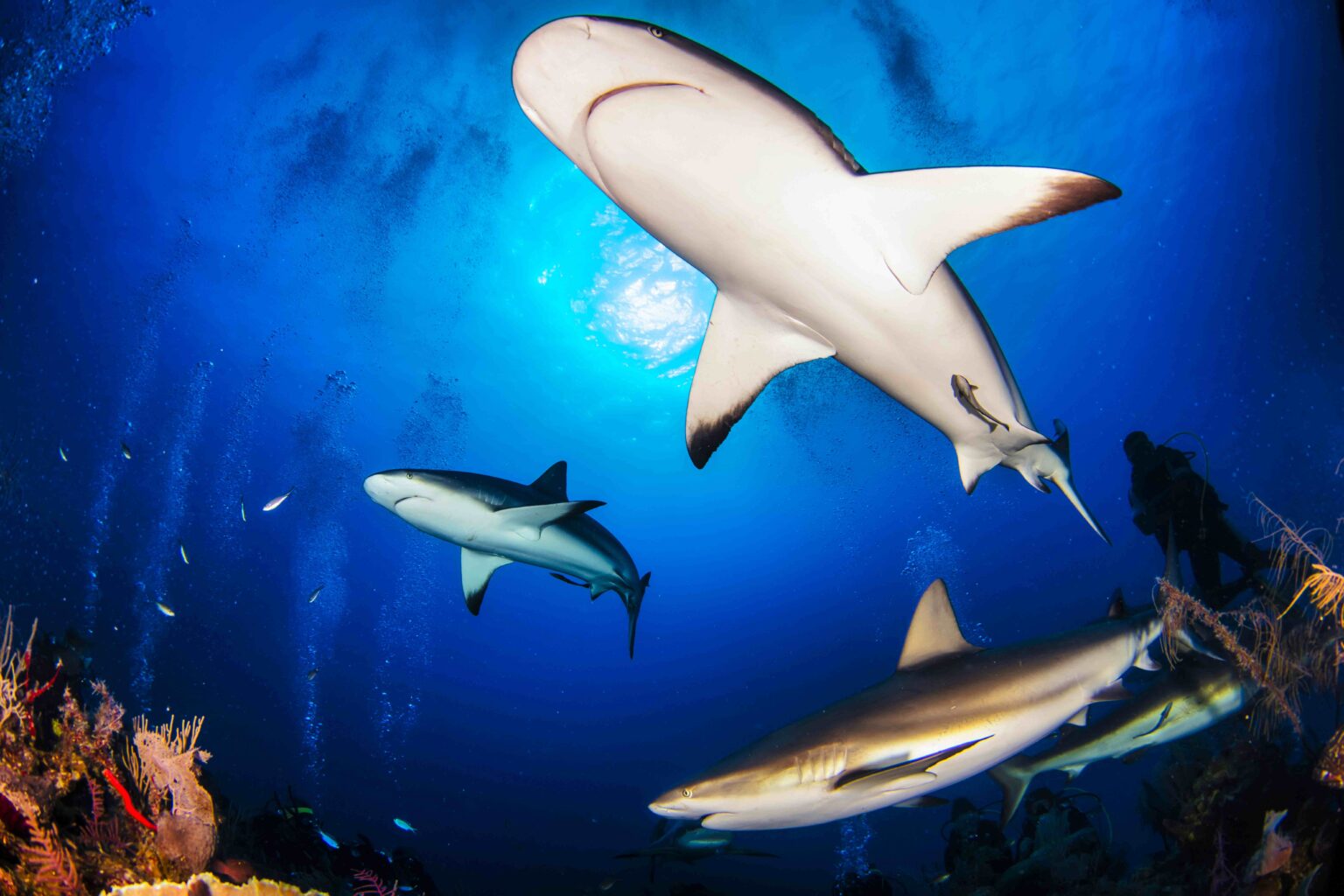 Sharks in Bali: Top Spots & Safety Tips