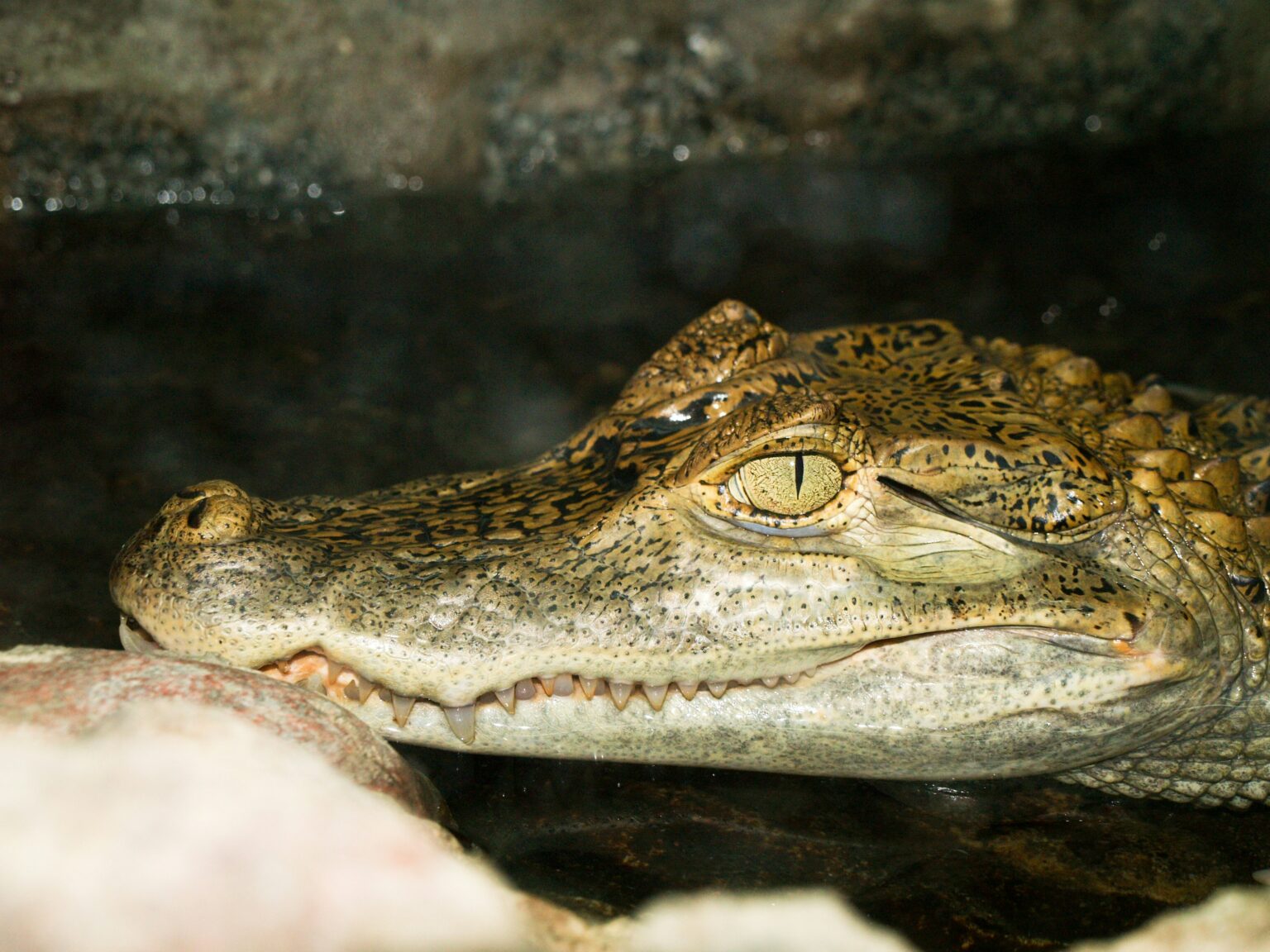 Crocodiles Bali: Understanding Their Presence and Our Safety Concerns