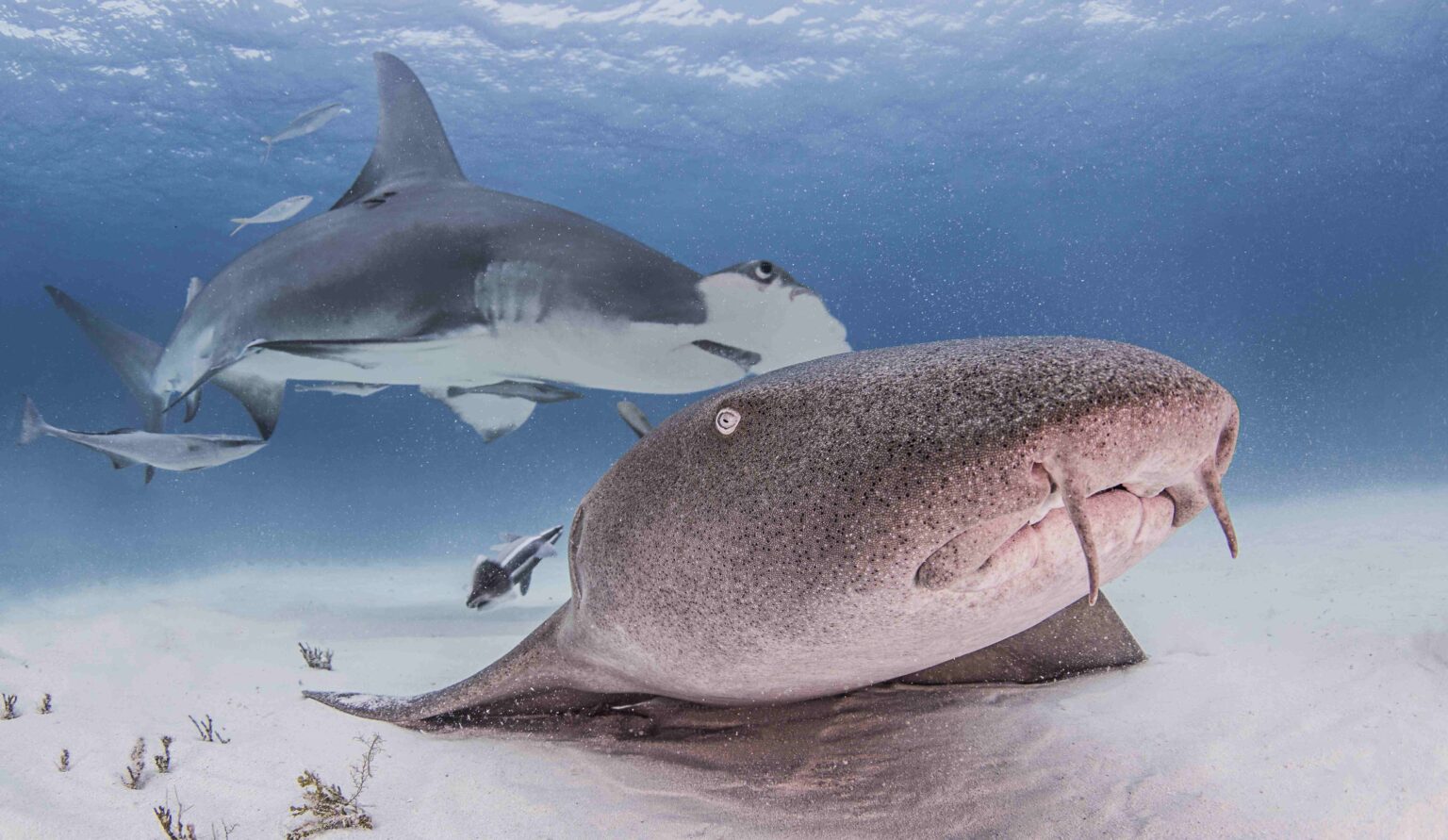 Sharks in Bali: Top Spots & Safety Tips
