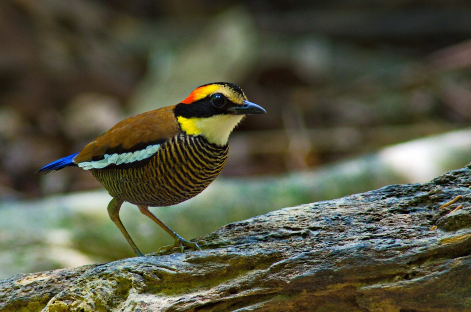 Common Birds & Birdwatching In Bali: The Best Places For Birding