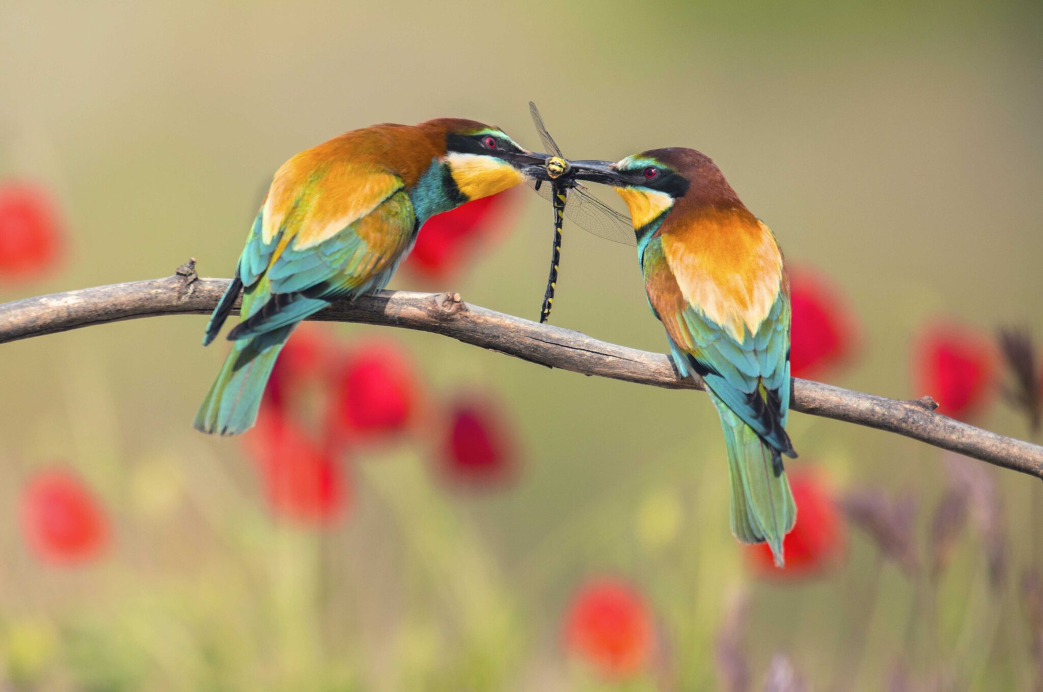 Common Birds & Birdwatching In Bali: The Best Places For Birding