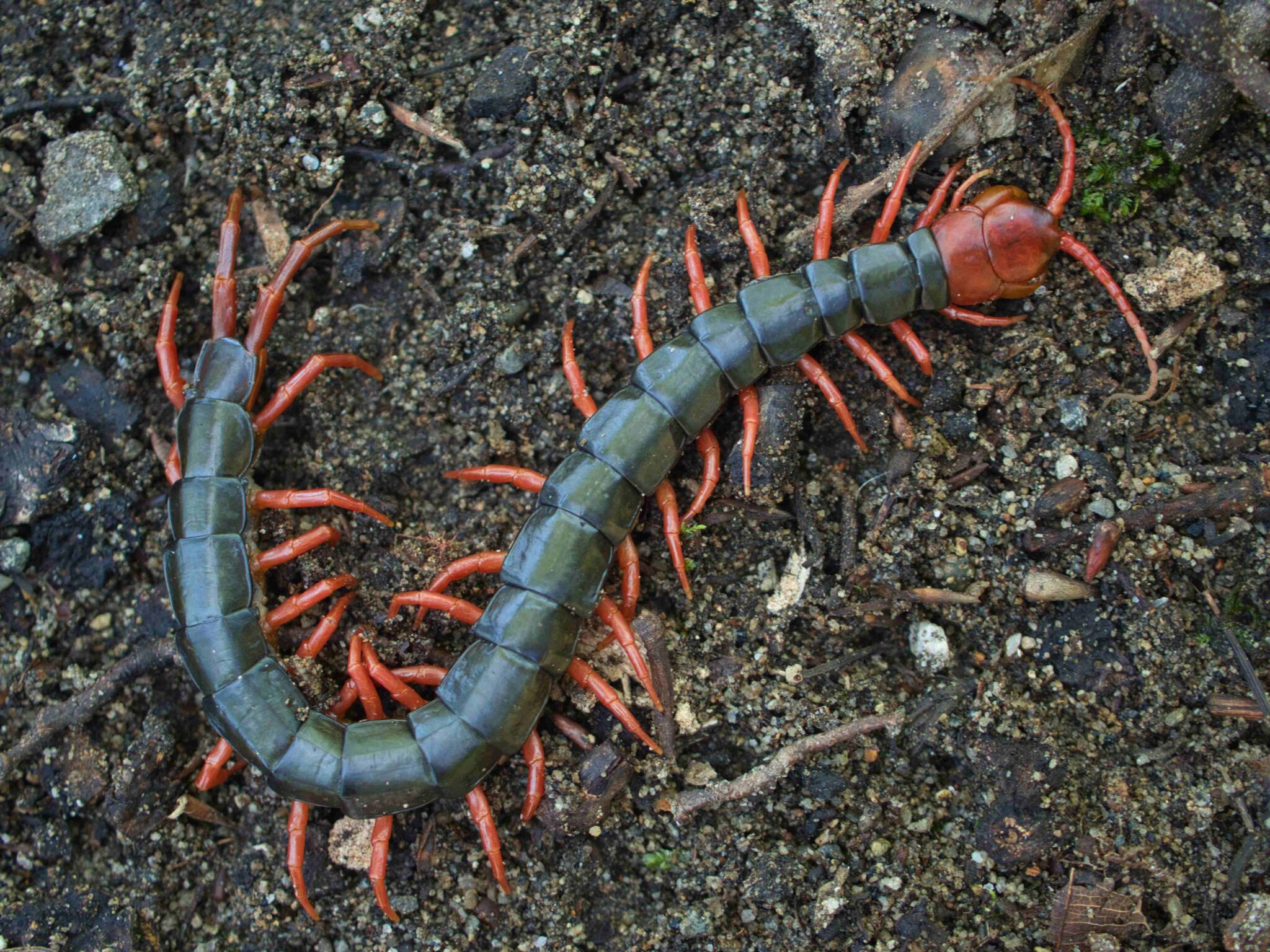 Bugs In Bali: Your Guide To Creepy Crawlies On The Island