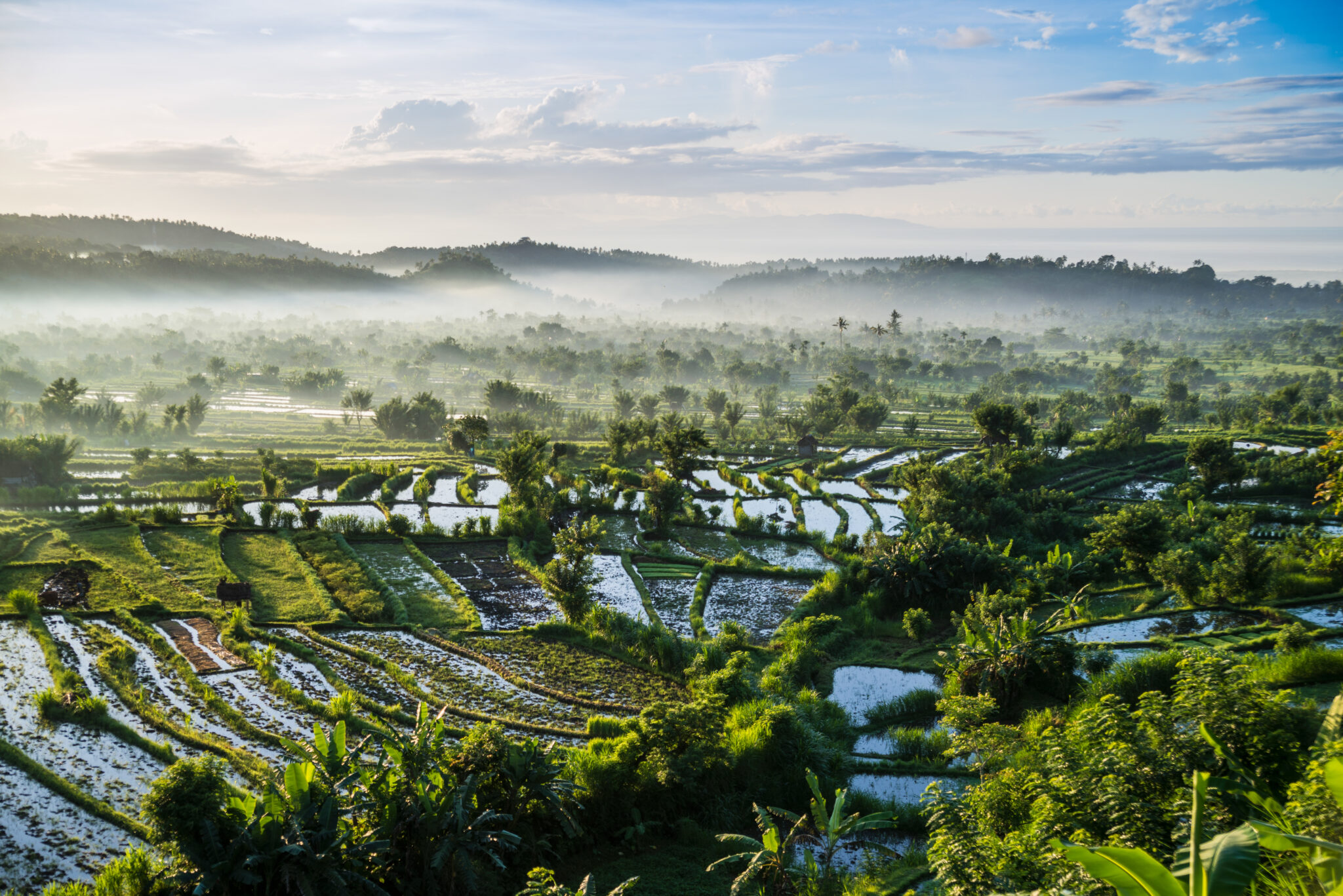 34 Best Rice Terraces, Bali: The Most Beautiful Rice Fields In Bali